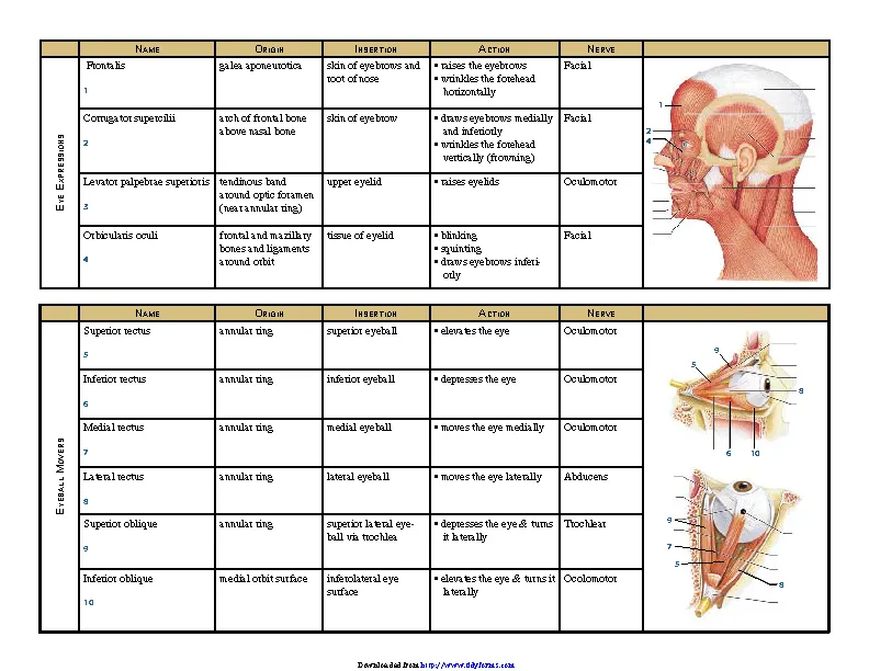 Muscle Chart 1 - PDFSimpli